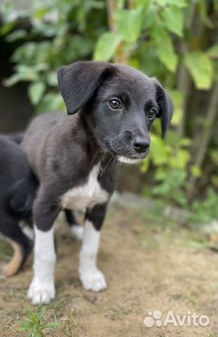 Маленькая Герда ищет дом