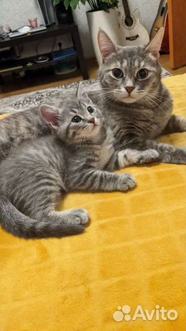 Кошки в добрые руки бесплатно