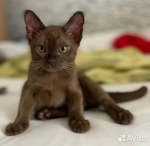 Котята породы бурма