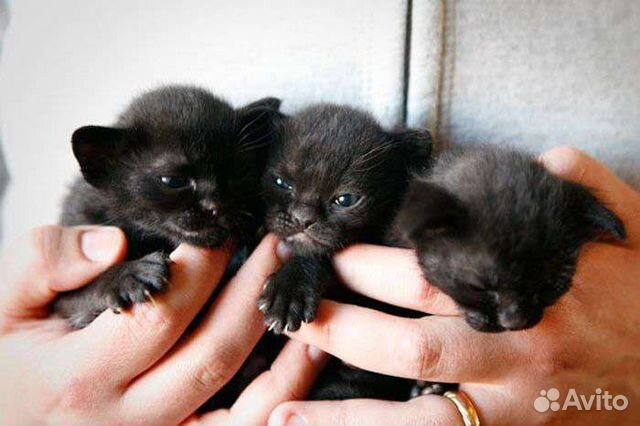 Котята в поисках мам и пап