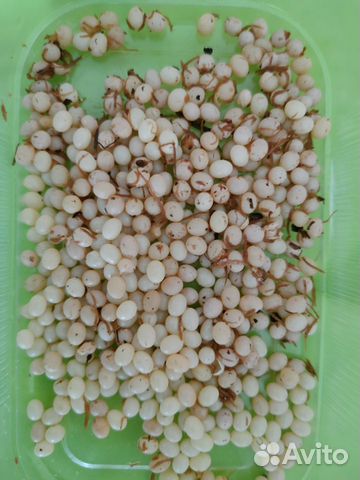 Корм для черепах