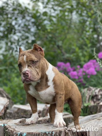 Американский булли мерле