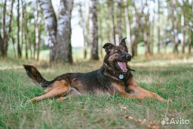 Метис малинуа ищет дом