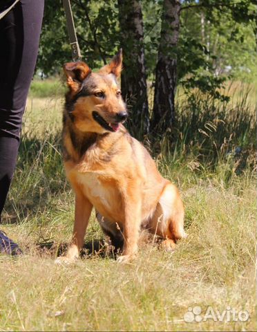 Дружелюбная Ася из приюта ищет свою семью