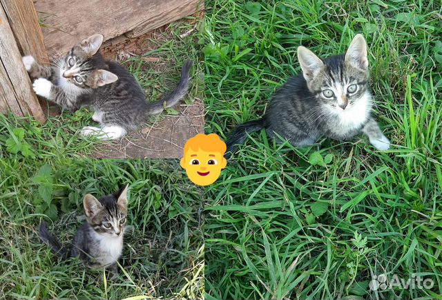 Котята отдам в добрые руки бесплатно