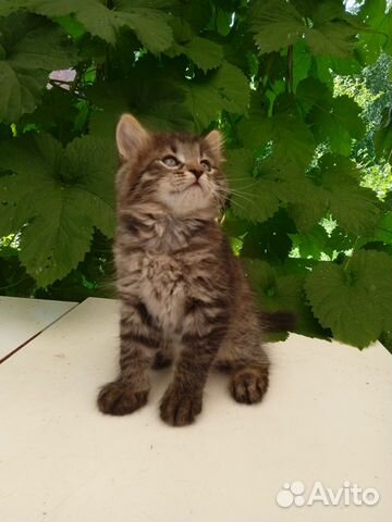 Котик домашний