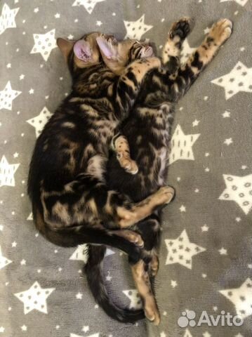 Бенгальские котята