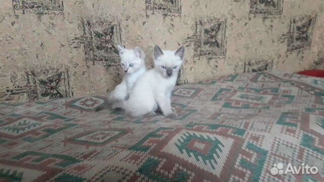 Тайские котята