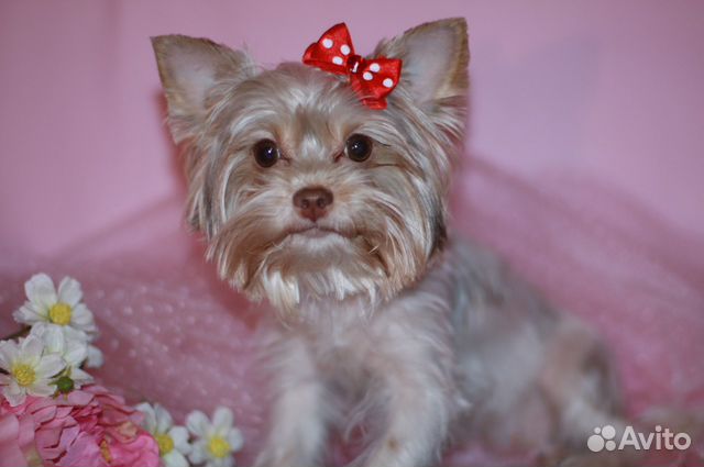 Красавица девочка биро бэбифейс