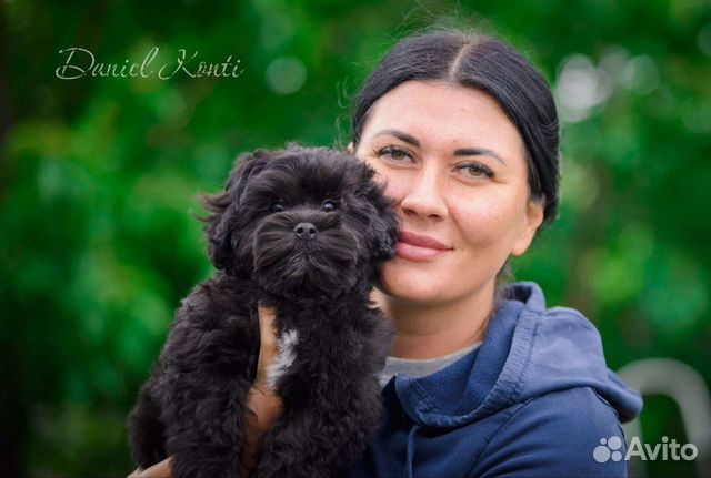 Черный Мальтипу Мальчик