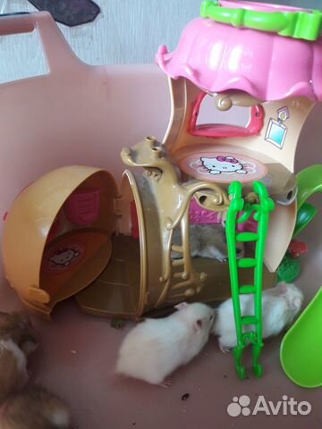 Сирийский хомяк