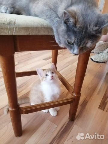 Котик умничка