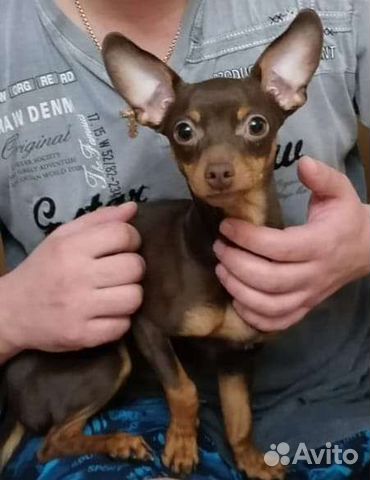 Русский той-терьер. Вязка