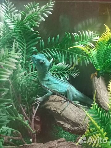 Шлемоносный василиск