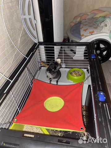 Шиншилла с клеткой