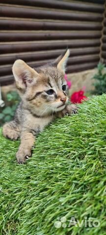 Котята чаузи ф1