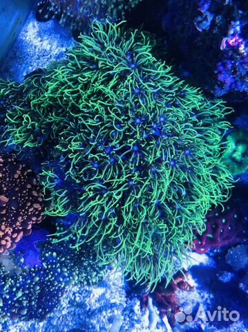 Бриареум зеленый, родактис