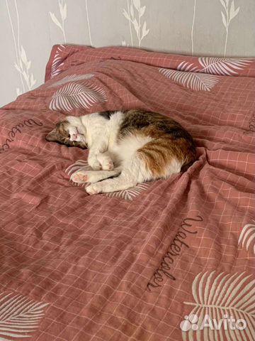 Ласковая кошечка в добрые руки