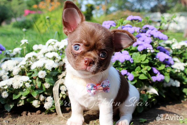 Бело-Щоколадная девочка конфетка