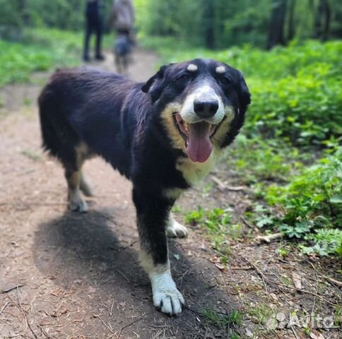 Заберите Слая из приюта