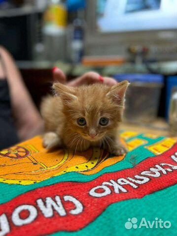 Котики