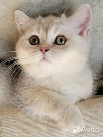 Серебристая кошечка