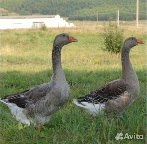 Крупные серые гуси. ппз Благоварский