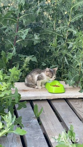 Котенок в добрые руки