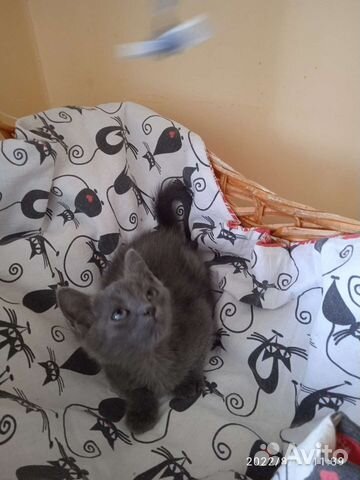 Котенок