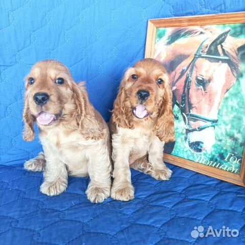 Английский кокер спаниель