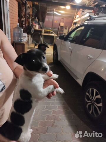 Помесь чихуа с джекраселом