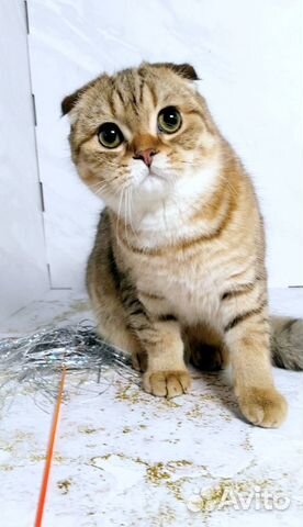 Вислоухий золотой котик