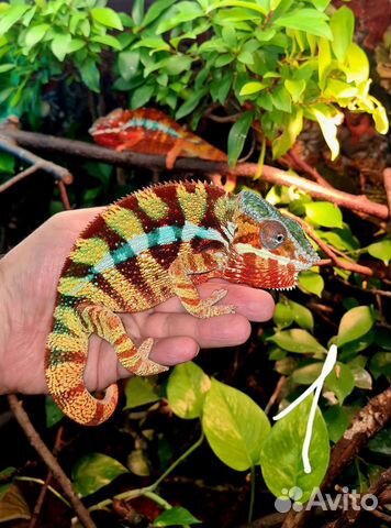 Малышня Пантеровых хамелеонов