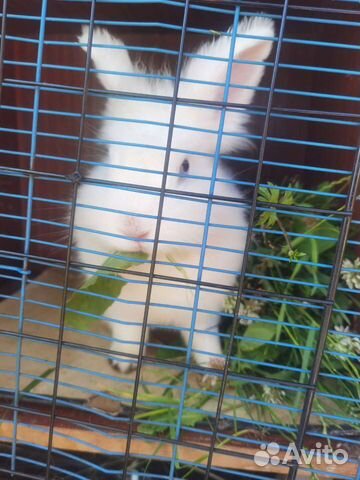 Отдаю кролика декоративного