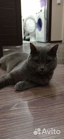 Британский кот