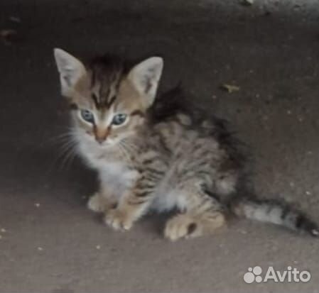 Котёнок очень ручной,ищет дом - иначе пропадёт