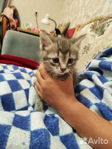 Котенок 1,5 месяца