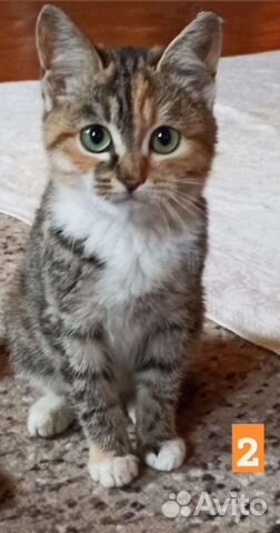 Котенок Кнопка