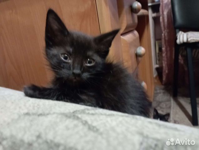 Котята Марта и Китти в добрые руки