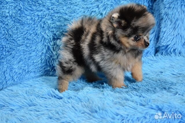 Шпиц - редкий окрас