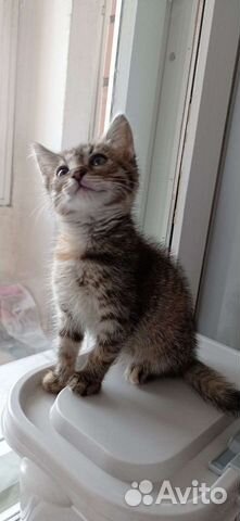 Кошка в дар бесплатно