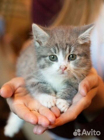Котенок 1,5 мес. Джессика в добрые руки