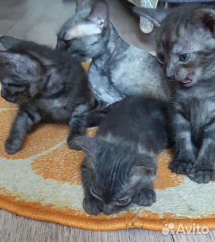 Котята сфинкс бесплатно