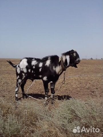 Нубийский козёл