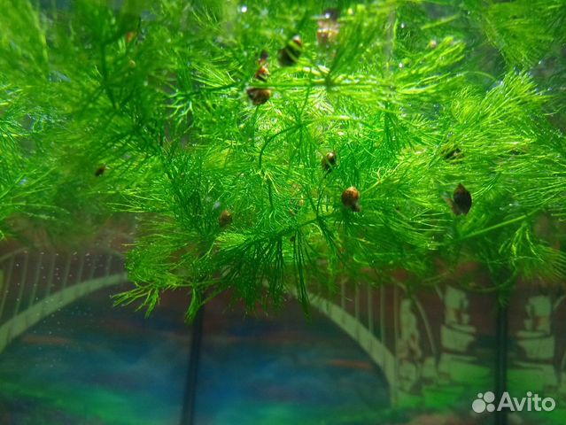 Улитки аквариумные, водоросли роголистник