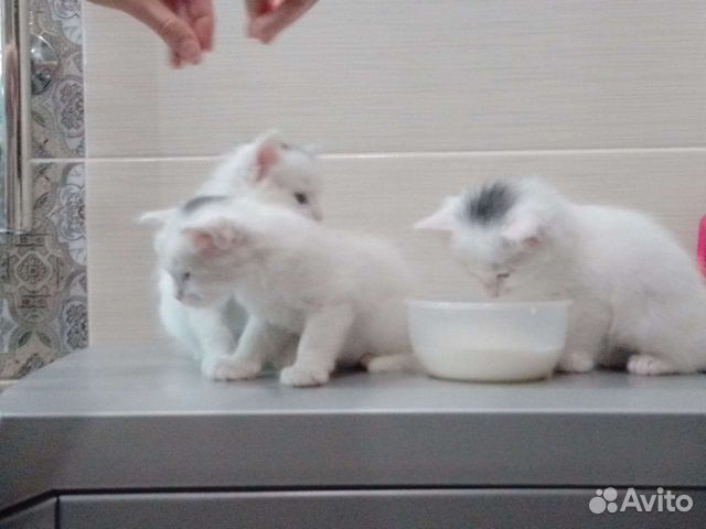 Белые котята мальчики