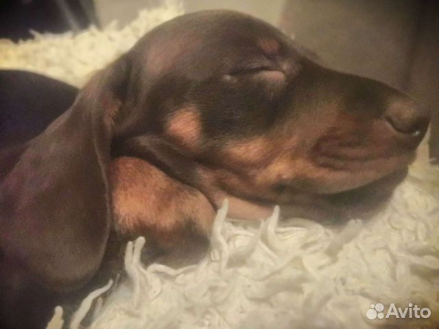 Такса щенок мальчик