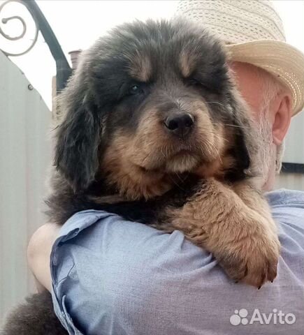 Тибетский мастиф