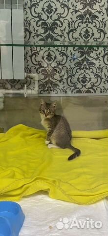 Котенок