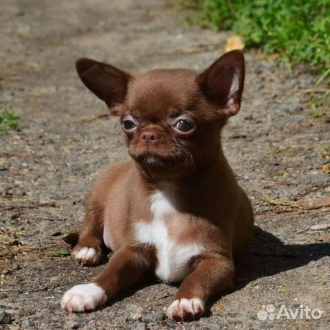 Достойный мальчиш